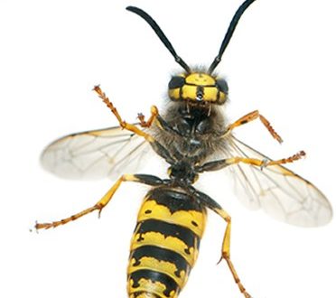 Drunk Angry Wasps Terrorizing UK Beer Gardens – American Craft Beer