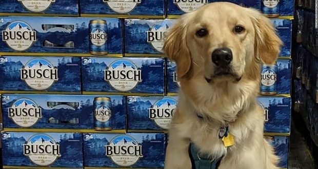 Free Busch Beer For Adopting A Dog During COVID-19 Crisis - American ...
